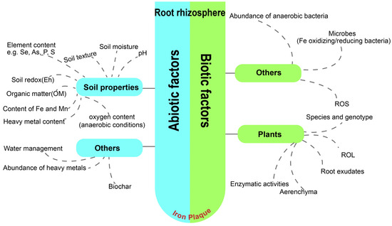 Plants | Free Full-Text | Iron Plaque: A Shield against Soil ...