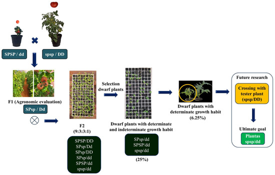Introgression of the Self-Pruning Gene into Dwarf Tomatoes to Obtain ...