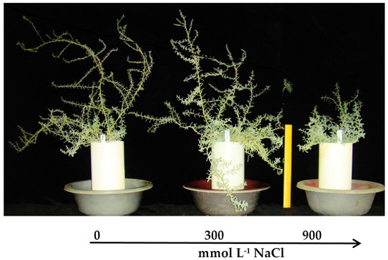 Thriving under Salinity: Growth, Ecophysiology and Proteomic Insights ...