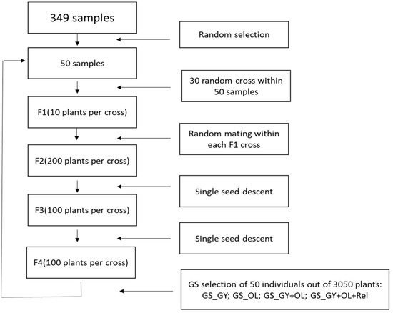 Genetic Gain and Inbreeding in Different Simulated Genomic Selection ...