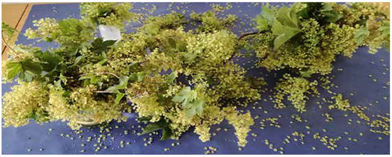 Analysis of Thermal Characteristics of Potato and Hop Pollen for Their ...