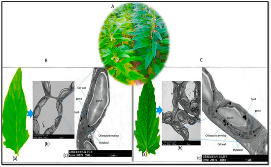Examining Chlorophyll Extraction Methods in Sesame Genotypes ...