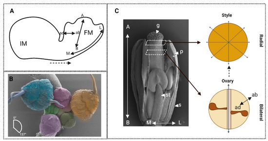 Plants | Free Full-Text | ‘Organ’ising Floral Organ Development