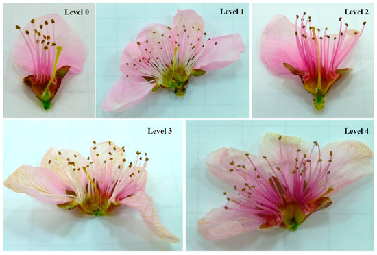 Frost Damage Mitigation in Flowers and Fruitlets of Peach and Almond ...