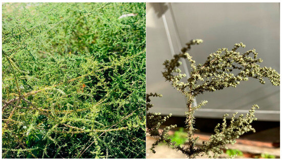 Review on the Anti-Hyperglycemic Potential of Psidium guajava and ...