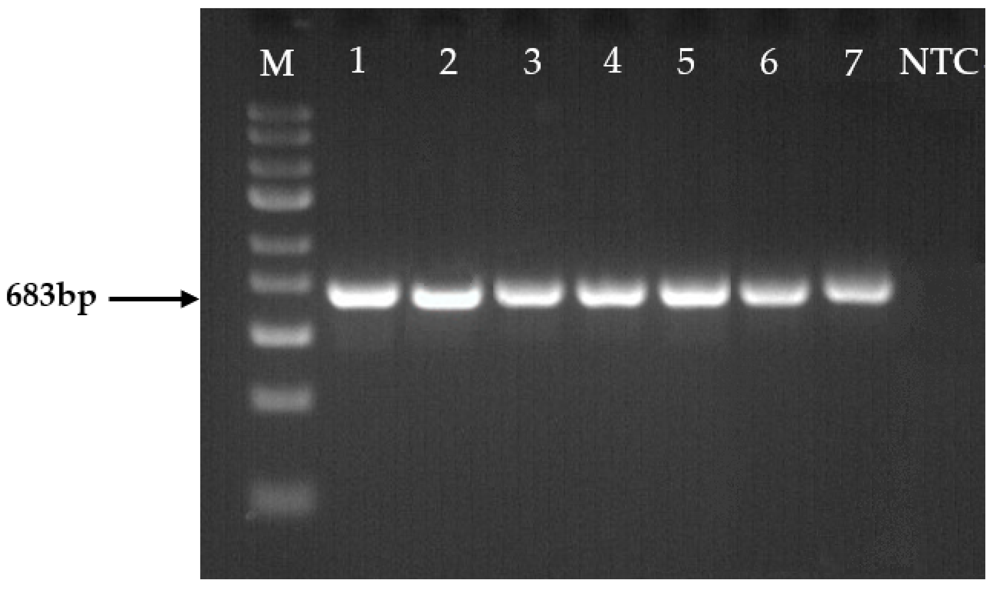 Green Synthesis of Silver Nanoparticles with Hyssopus officinalis and ...