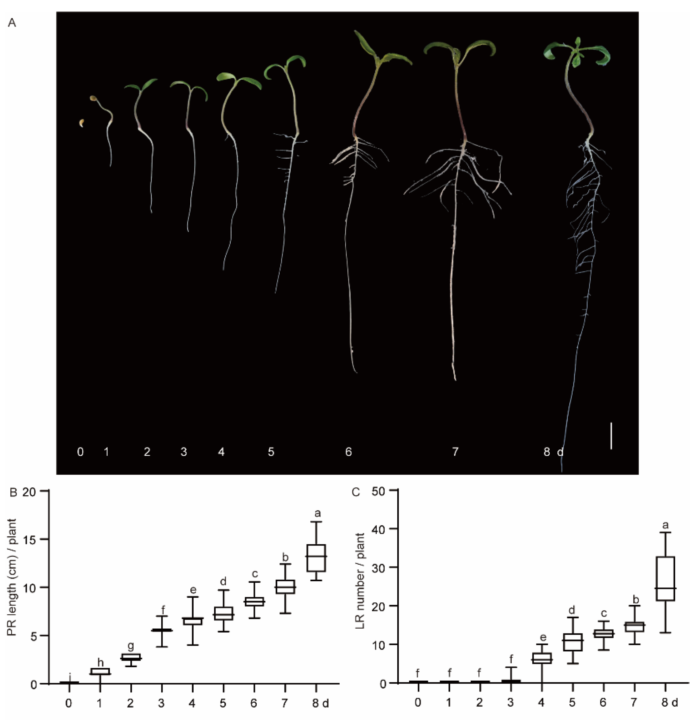 Transcriptome Analysis of Early Lateral Root Formation in Tomato