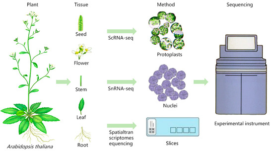 Advances in Single-Cell Transcriptome Sequencing and Spatial Transcriptome Sequencing in Plants