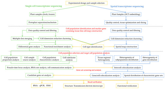 Advances in Single-Cell Transcriptome Sequencing and Spatial Transcriptome Sequencing in Plants