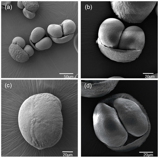 Plants | Free Full-Text | Long-Term Conservation for the Safeguard of ...