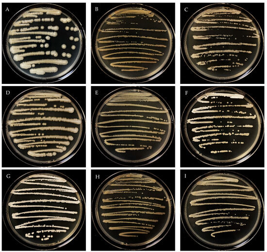 The Co-Inoculation Effect on Triticum aestivum Growth with Synthetic ...