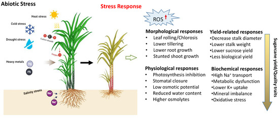 Genetic Engineering for Enhancing Sugarcane Tolerance to Biotic and Abiotic Stresses