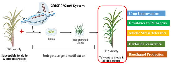 Genetic Engineering for Enhancing Sugarcane Tolerance to Biotic and Abiotic Stresses