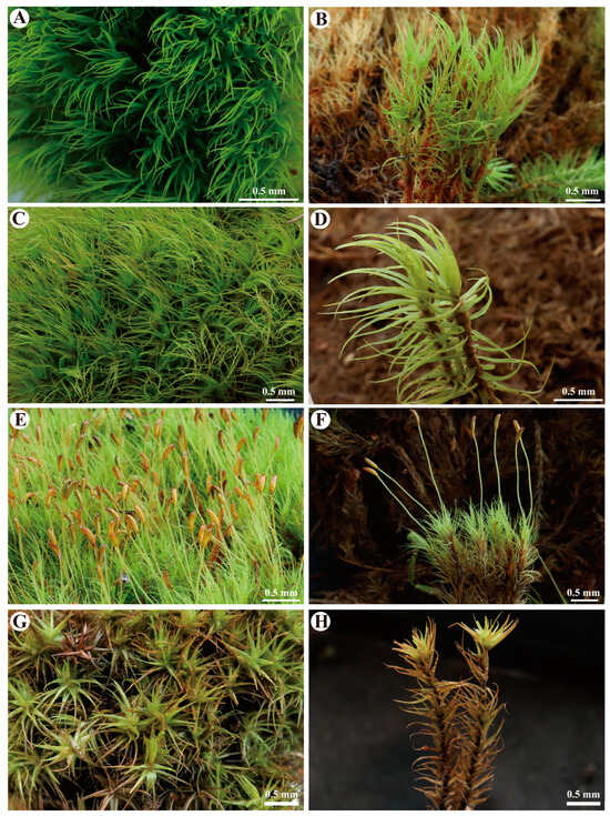 A Synopsis of Dicranum Hedw. (Dicranaceae, Bryophyta) in China, with ...