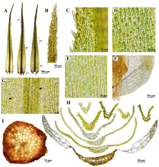 A Synopsis of Dicranum Hedw. (Dicranaceae, Bryophyta) in China, with ...
