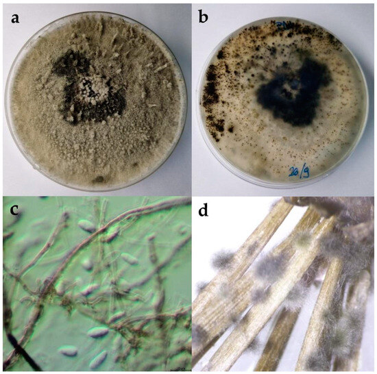 Diversity and Pathogenicity of Botryosphaeriaceae Species Isolated from ...