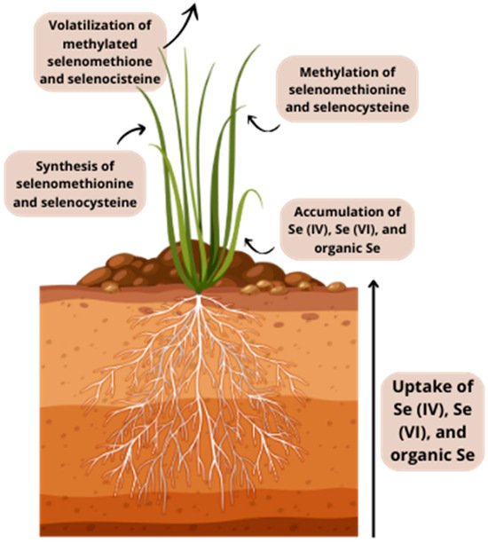 Plants | Free Full-Text | Genetic Biofortification of Winter Wheat with ...