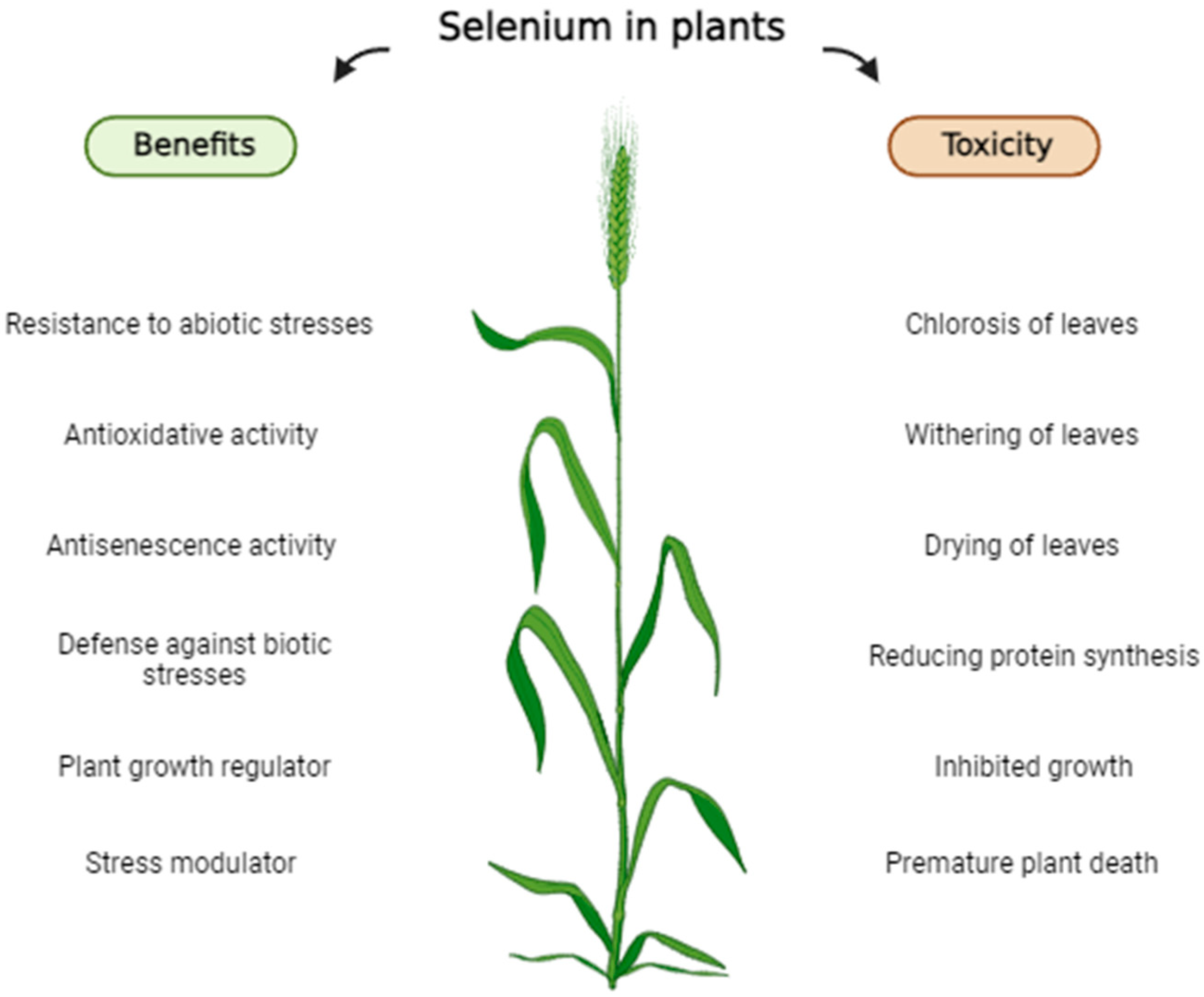 Plants | Free Full-Text | Genetic Biofortification of Winter Wheat with ...