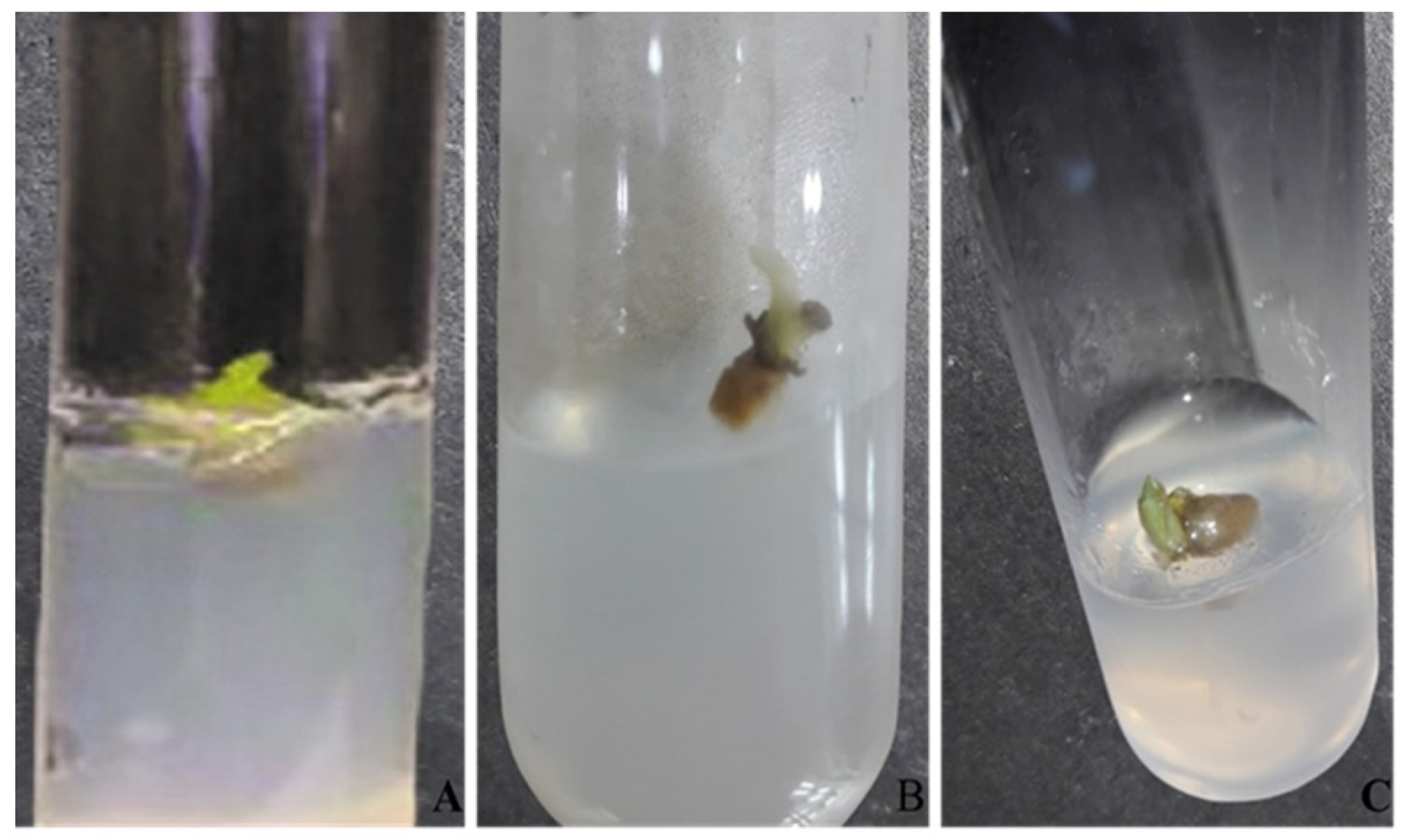 Plants | Free Full-Text | Nano-Integrated Plant Tissue Culture to ...