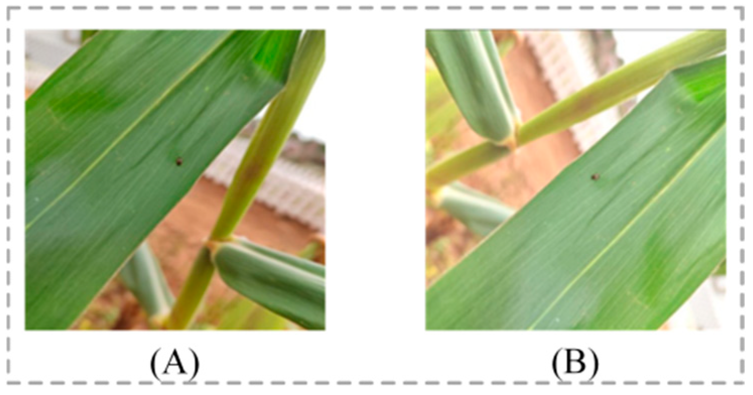 A High-Precision Identification Method for Maize Leaf Diseases and ...