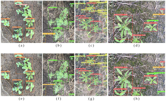 Improvement of the YOLOv8 Model in the Optimization of the Weed Recognition Algorithm in Cotton ...