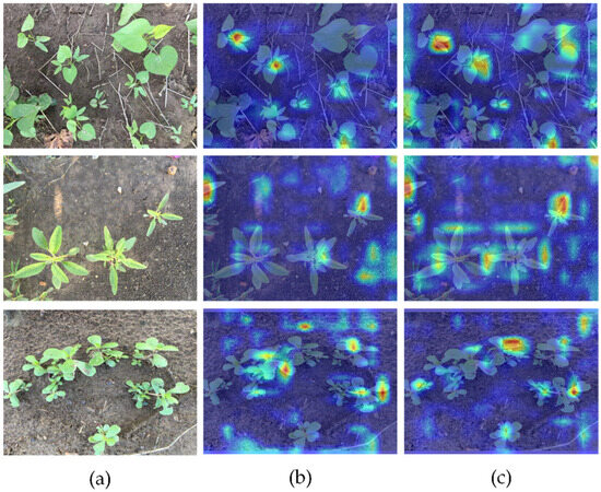 Improvement of the YOLOv8 Model in the Optimization of the Weed ...