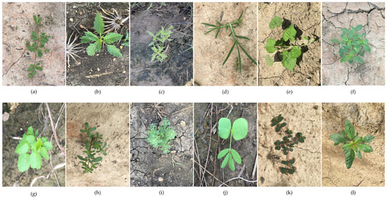 Improvement of the YOLOv8 Model in the Optimization of the Weed Recognition Algorithm in Cotton ...