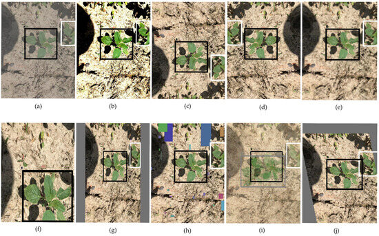Improvement of the YOLOv8 Model in the Optimization of the Weed Recognition Algorithm in Cotton ...