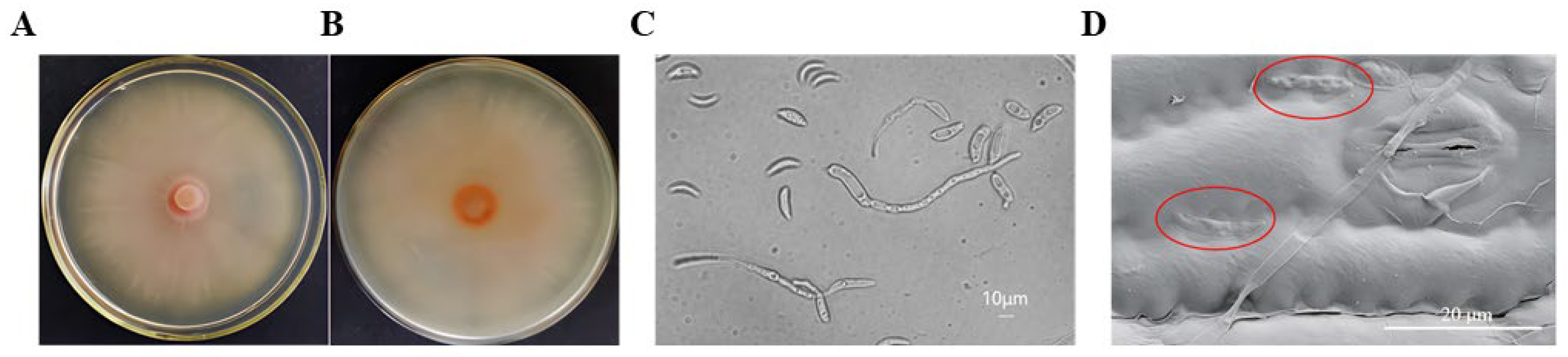 The Identification of Kabatiella zeae as a Causal Agent of Northern ...