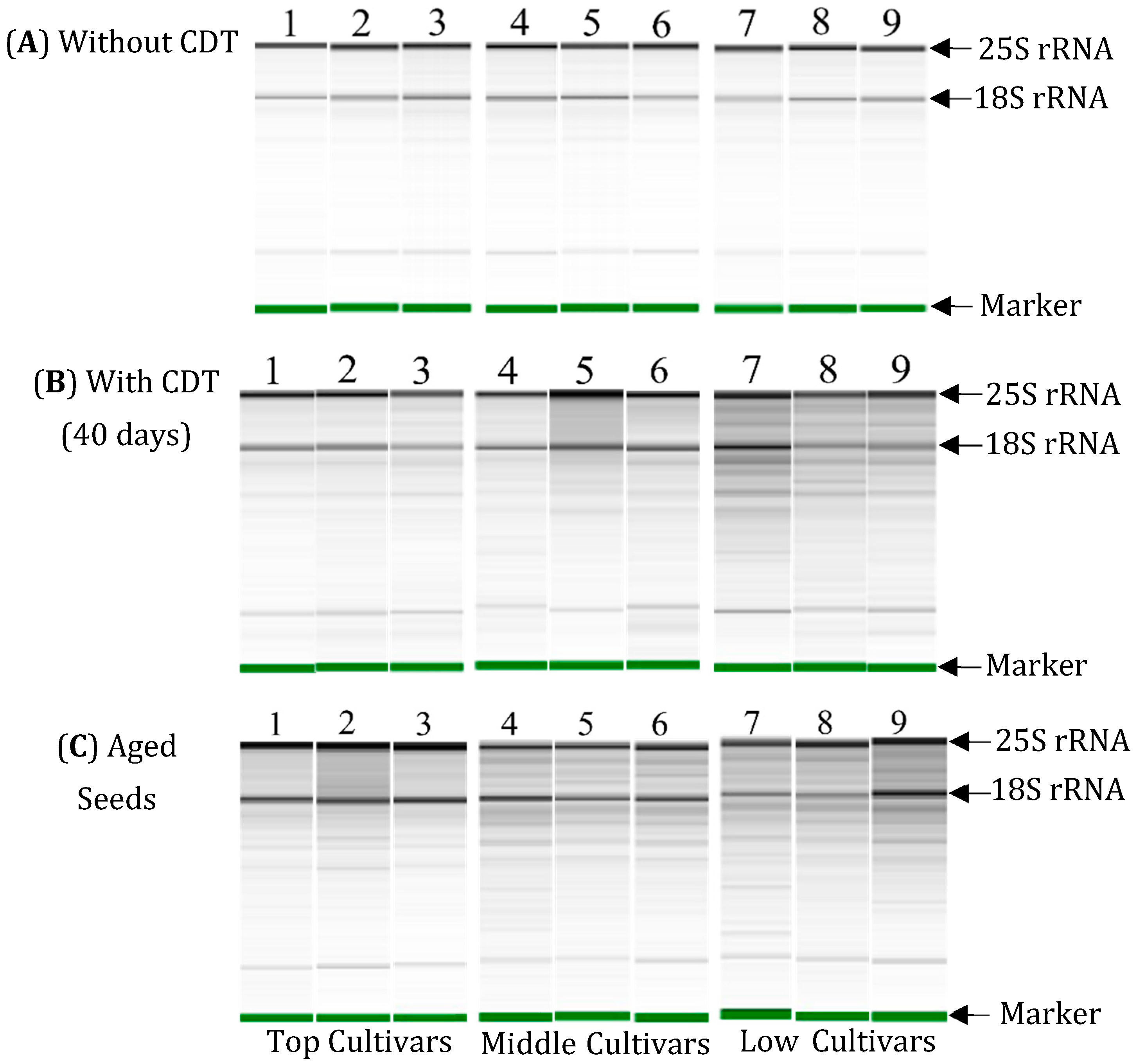 Screening of NIAS World Rice Core Collection for Seeds with Long ...