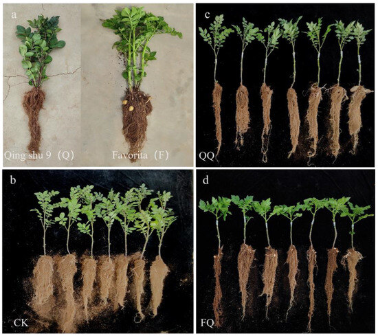 Transcriptomics Identifies Differentially Expressed Genes Inducing ...