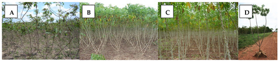 Cassava Breeding and Cultivation Challenges in Thailand: Past, Present ...