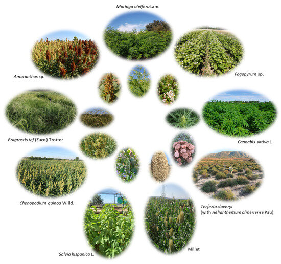 From ‘Farm to Fork’: Exploring the Potential of Nutrient-Rich and ...