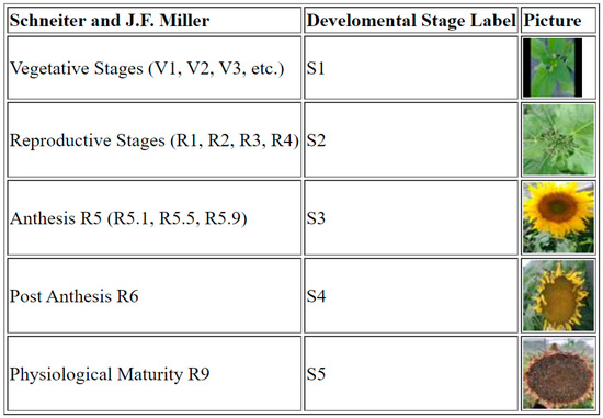 Sunpheno: A Deep Neural Network for Phenological Classification of ...