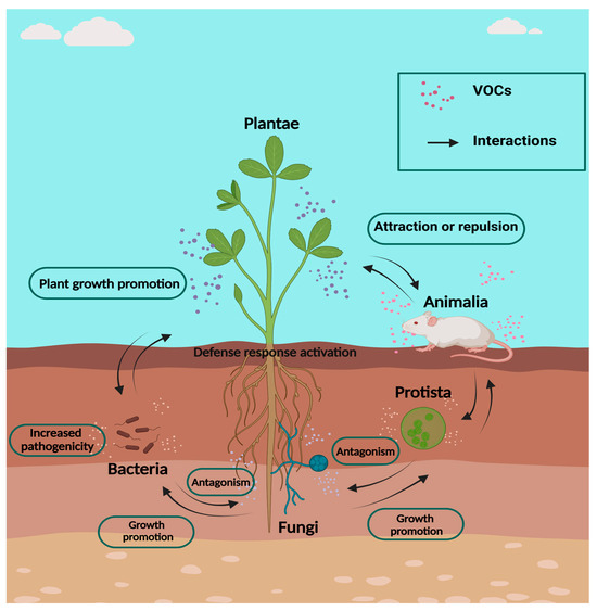 Plants | Free Full-Text | Microbial Volatile Organic Compounds ...