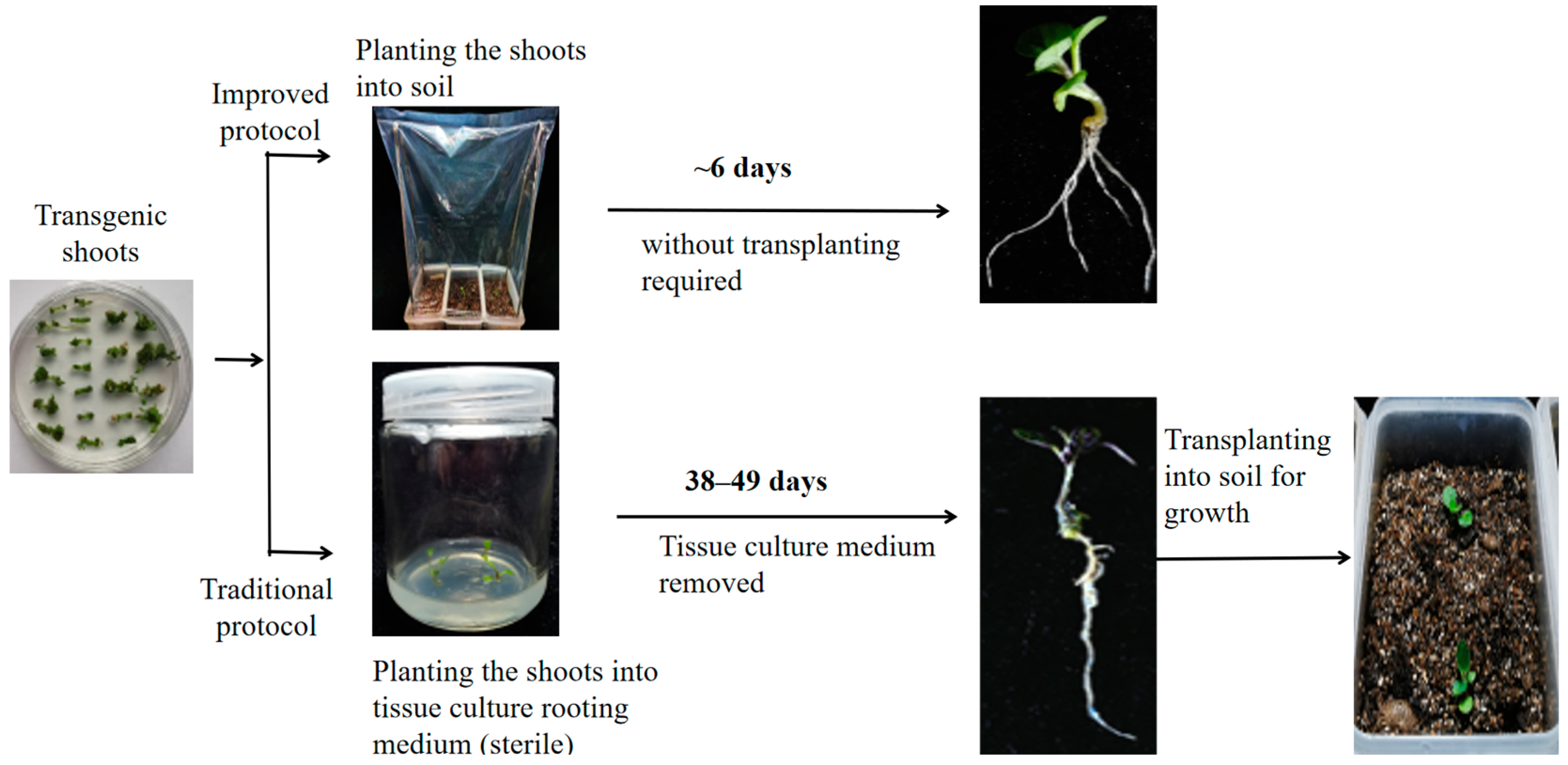 An Improved and Simplified Agrobacterium-Mediated Genetic Transformation Protocol for Solanum ...