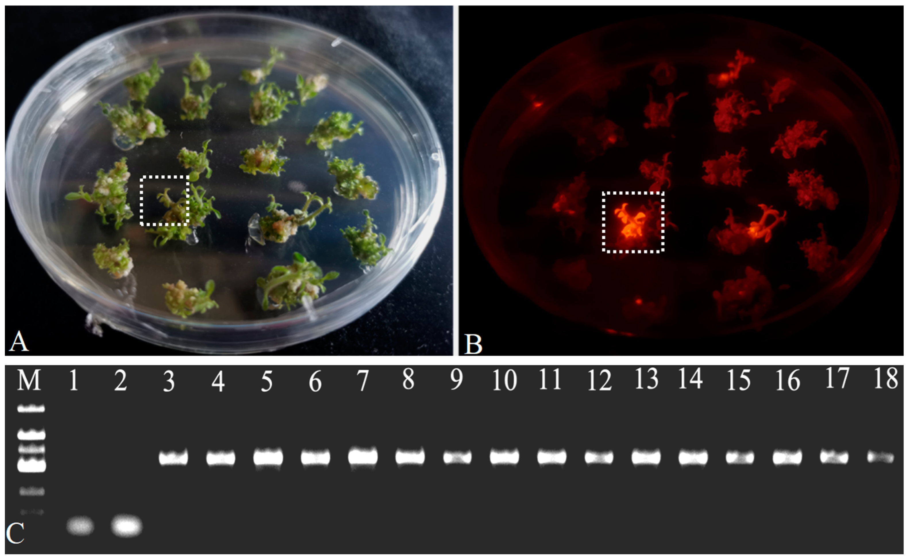 An Improved and Simplified Agrobacterium-Mediated Genetic ...