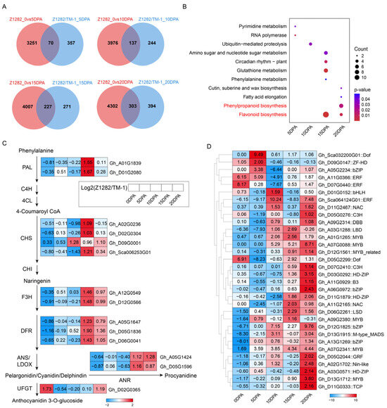 Integrative Transcriptomic and Metabolic Analyses Reveal That Flavonoid ...