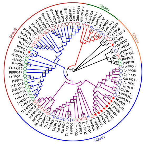 Identification and Analysis of PPO Gene Family Members in Paulownia ...