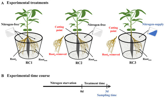 Nitrate Inhibits Nodule Nitrogen Fixation by Accumulating Ureide in ...