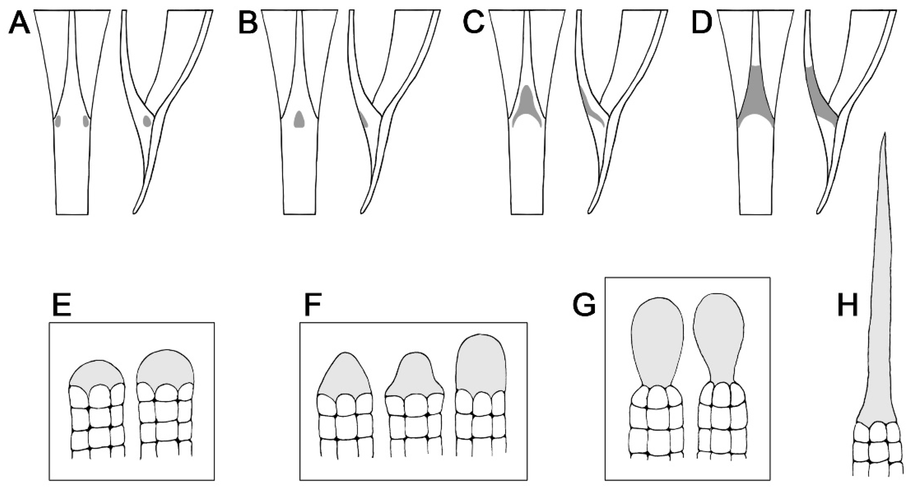 Intergeneric Comparison of Staminal Trichomes in the Tribe Ipomoeeae ...