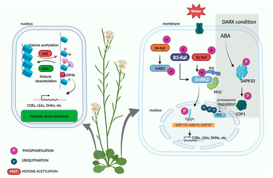 bZIP Transcription Factors: Structure, Modification, Abiotic Stress ...