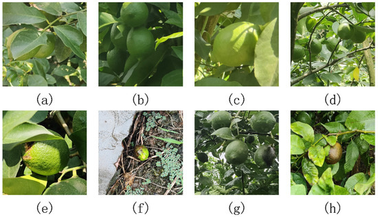 LSD-YOLO: Enhanced YOLOv8n Algorithm for Efficient Detection of Lemon Surface Diseases