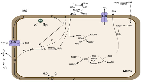 Functionality of Reactive Oxygen Species (ROS) in Plants: Toxicity and ...
