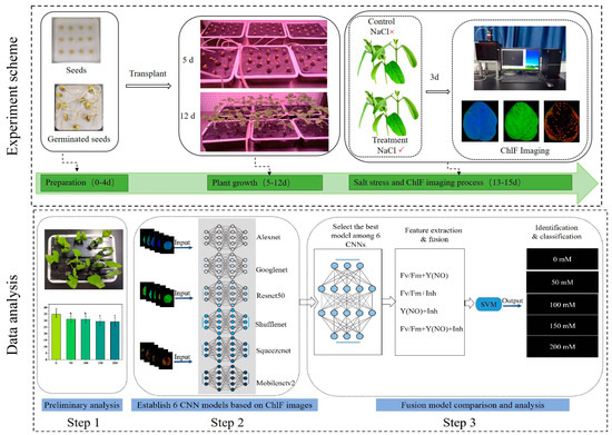Precision Detection of Salt Stress in Soybean Seedlings Based on Deep Learning and Chlorophyll ...