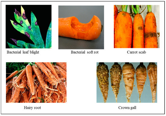 Challenges and Opportunities in the Sustainable Improvement of Carrot Production