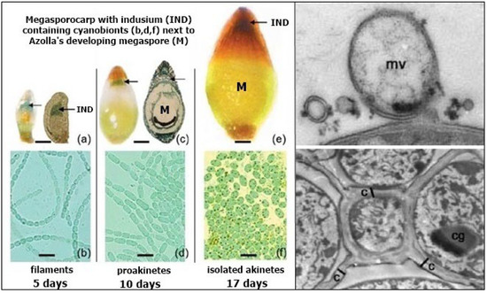 Origin and Evolution of the Azolla Superorganism