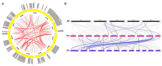 Identification of DREB Family Genes in Banana and Their Function under ...
