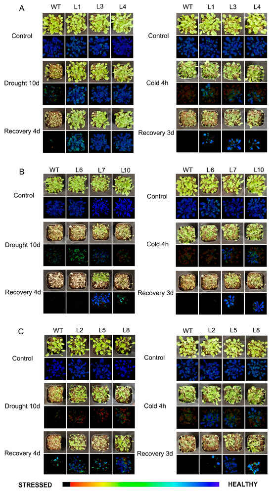 Identification of DREB Family Genes in Banana and Their Function under ...