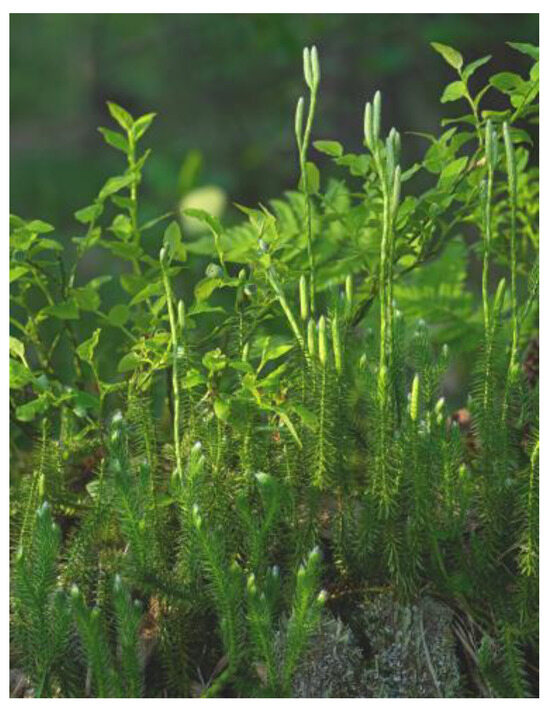 Origin and Persistence of Lycopodium clavatum and Lycopodium annotinum ...